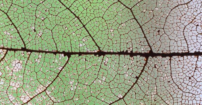 Unlock Nature's Secrets at the Patterns in Nature Event at The ...