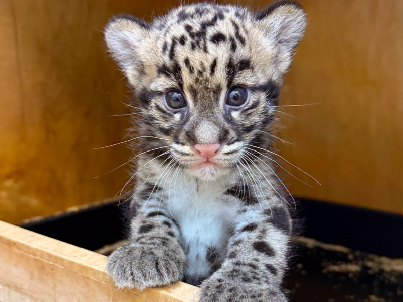 Nashville Zoo Welcomes New Clouded Leopard Cub Born in May - Rutherford ...